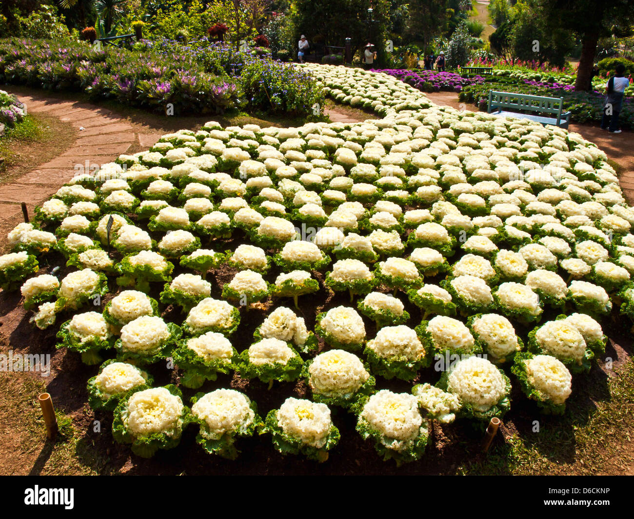 Flowering cabbage in nature Stock Photo - Alamy