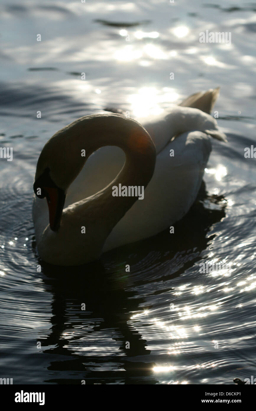 White swan in the water affectionate hi-res stock photography and ...