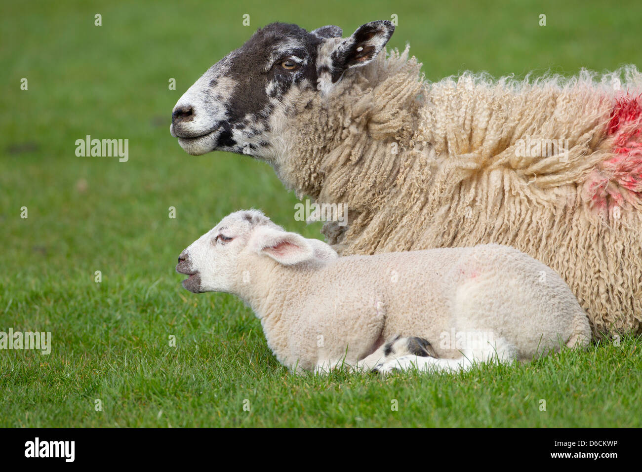 Ewe & Spring Lambs in grass meadow Stock Photo - Alamy