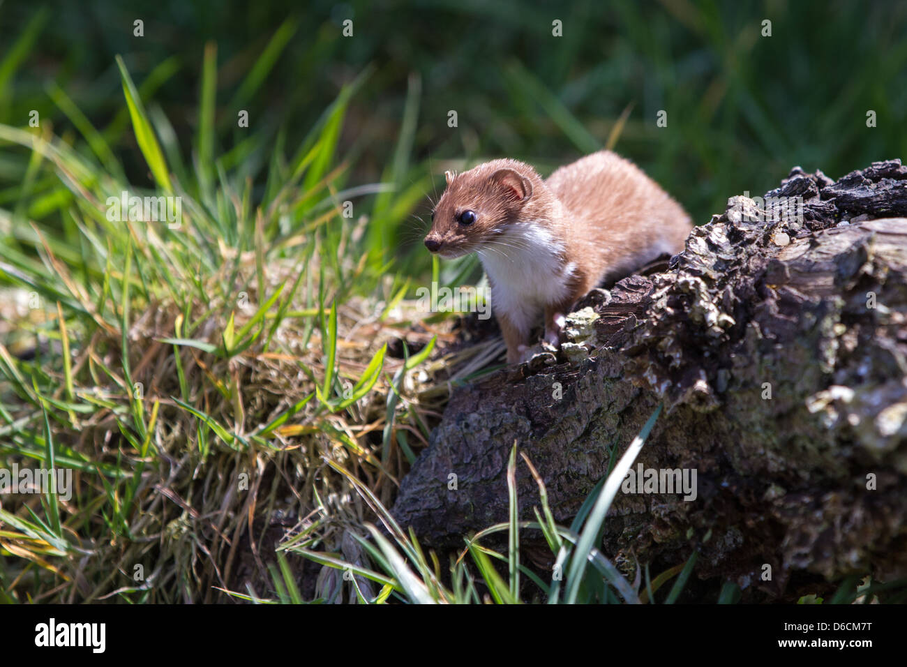 Weasel (Mustela nivalis) hunting for food Stock Photo - Alamy