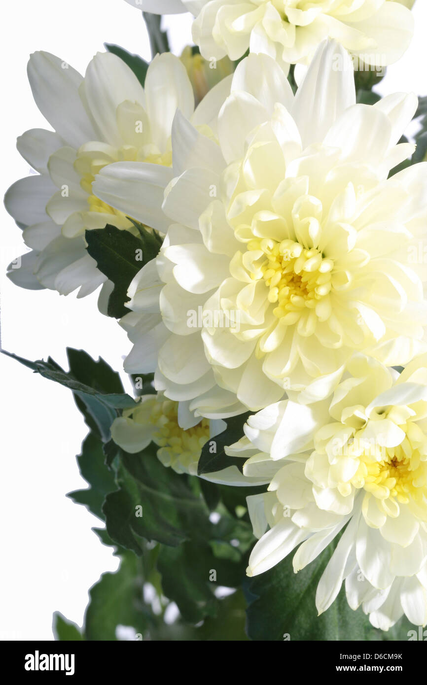 beautiful white spring flower close-up Stock Photo - Alamy