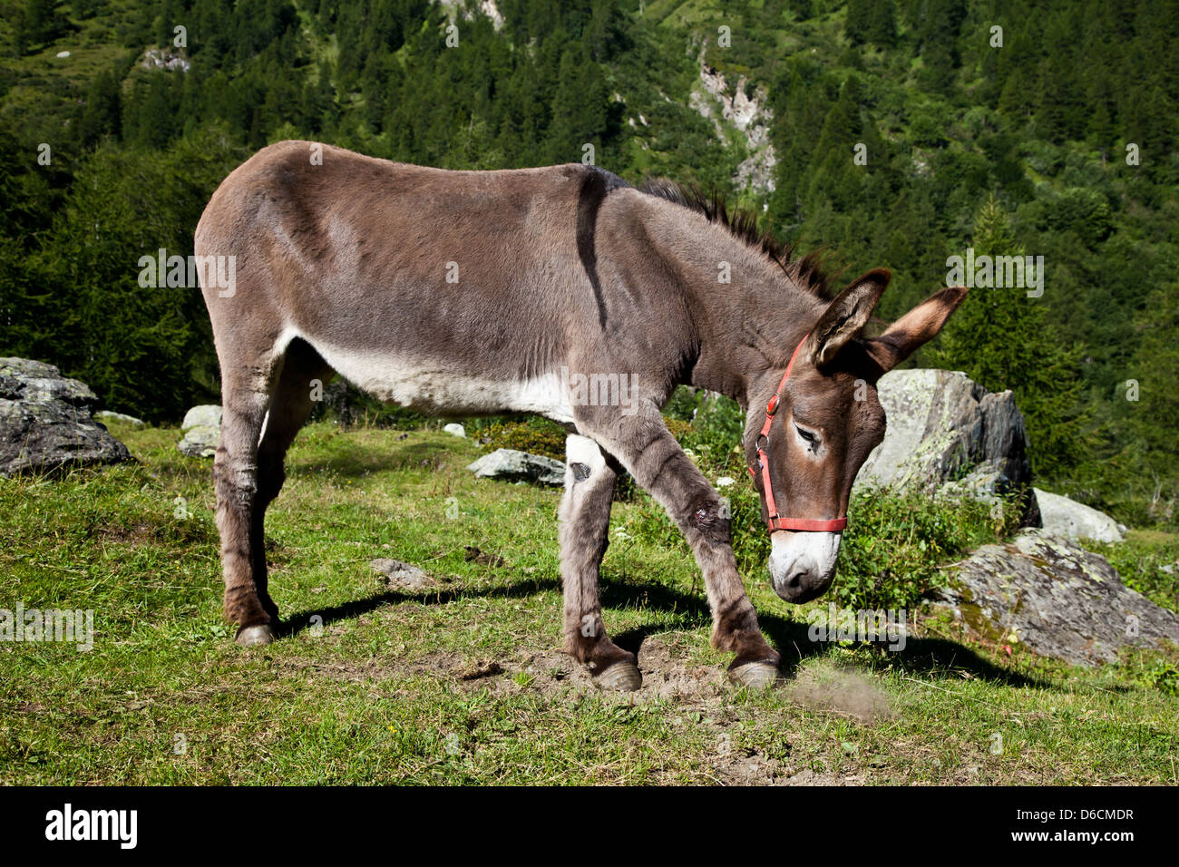Italian donkey hi-res stock photography and images - Alamy