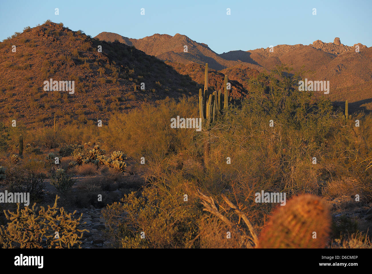 Western landscape cactus High Resolution Stock Photography and Images - Alamy