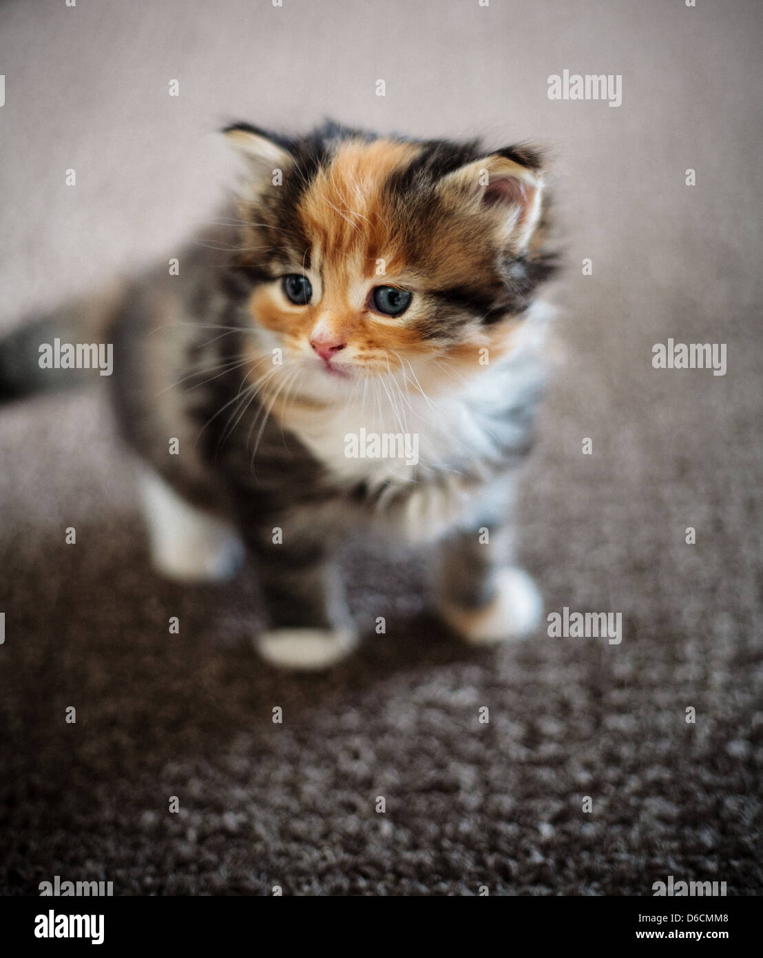 Cute little furry kitten hi-res stock photography and images - Alamy