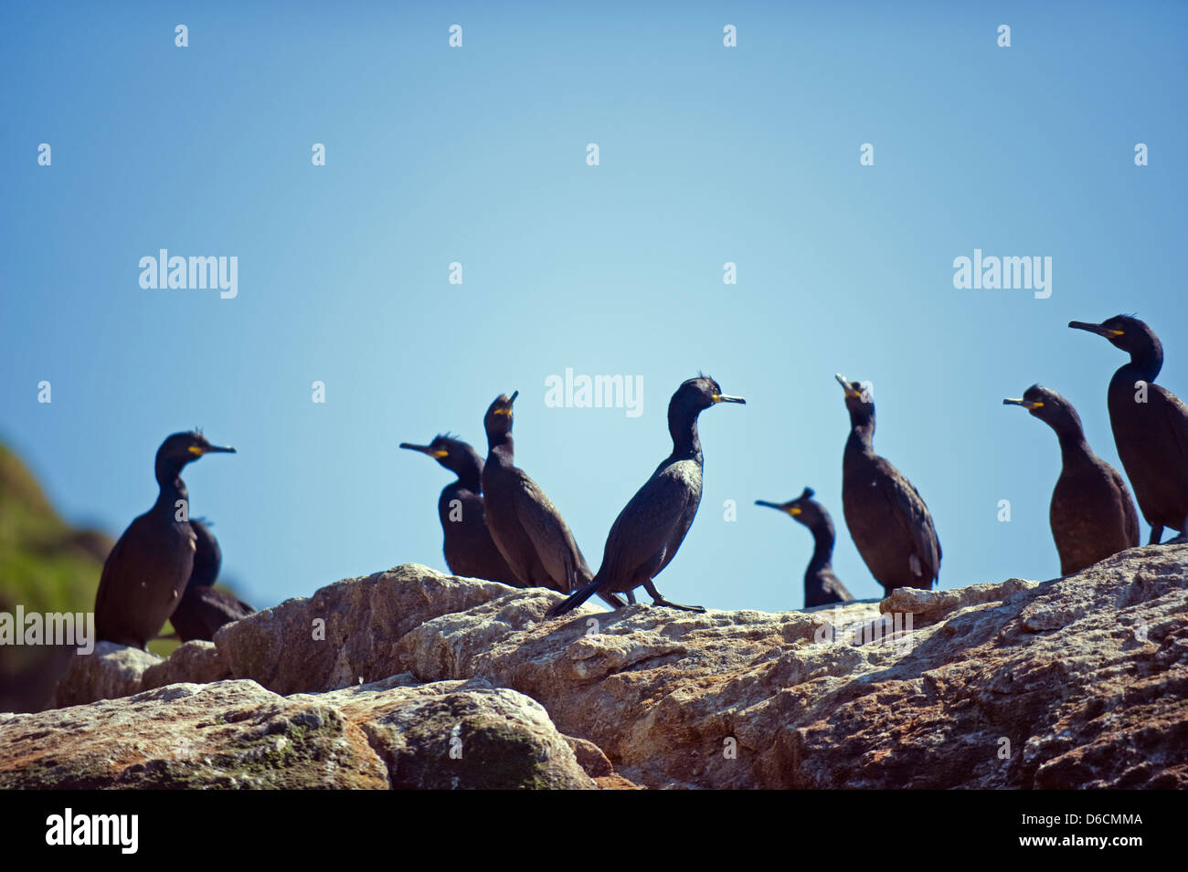 Shag bird european hi-res stock photography and images - Alamy