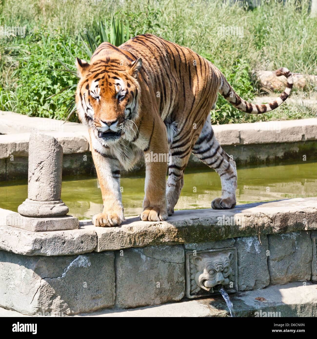 Walking tiger hi-res stock photography and images - Alamy