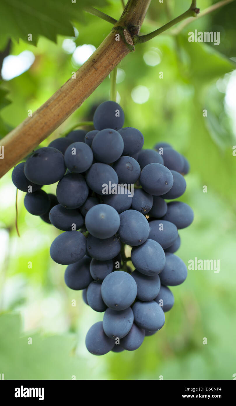 Dark grapes, close-up photo Stock Photo - Alamy