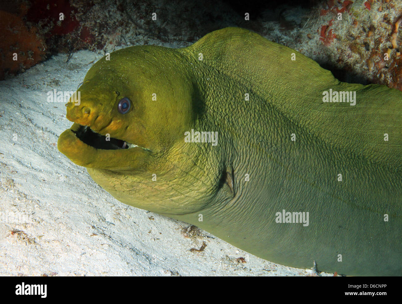 Green Moray (Gymnothorax Funebris) Close-up, Cozumel, Mexico Stock ...