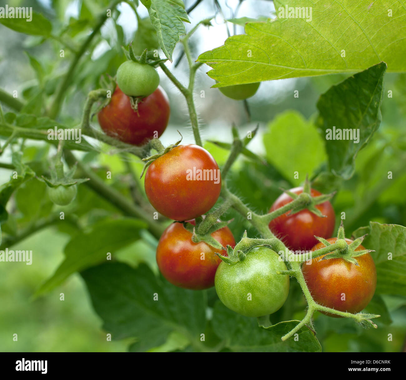 Cherry tomatoes close-up Stock Photo - Alamy