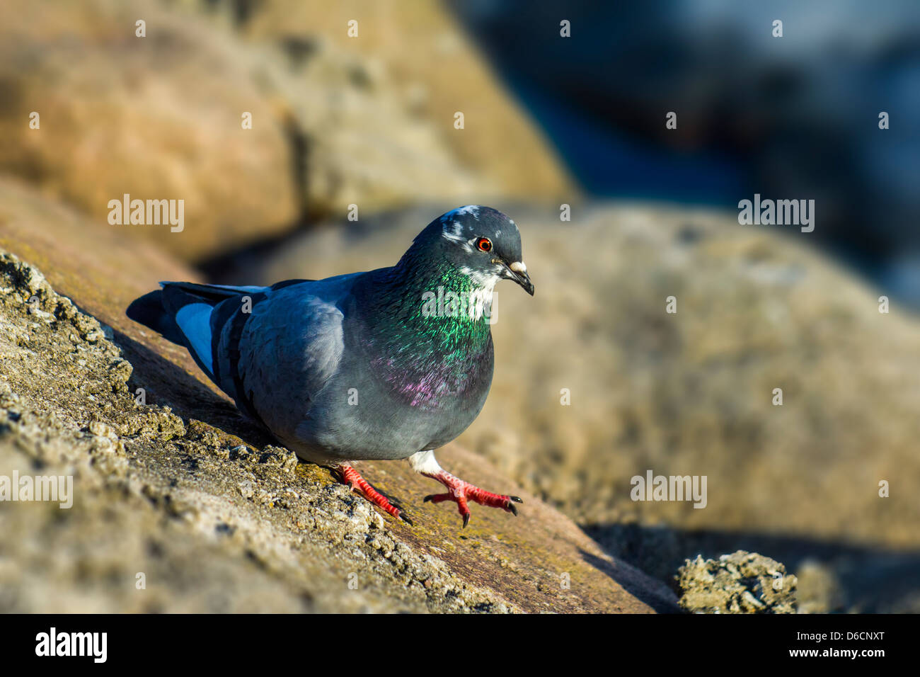 Stone pigeon loft hi-res stock photography and images - Alamy