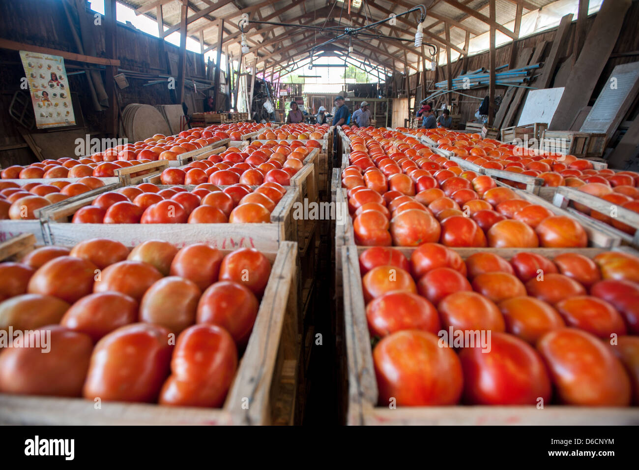 Crates of sorted tomatoes on tomato farm in Rancagua, Chile Stock Photo ...