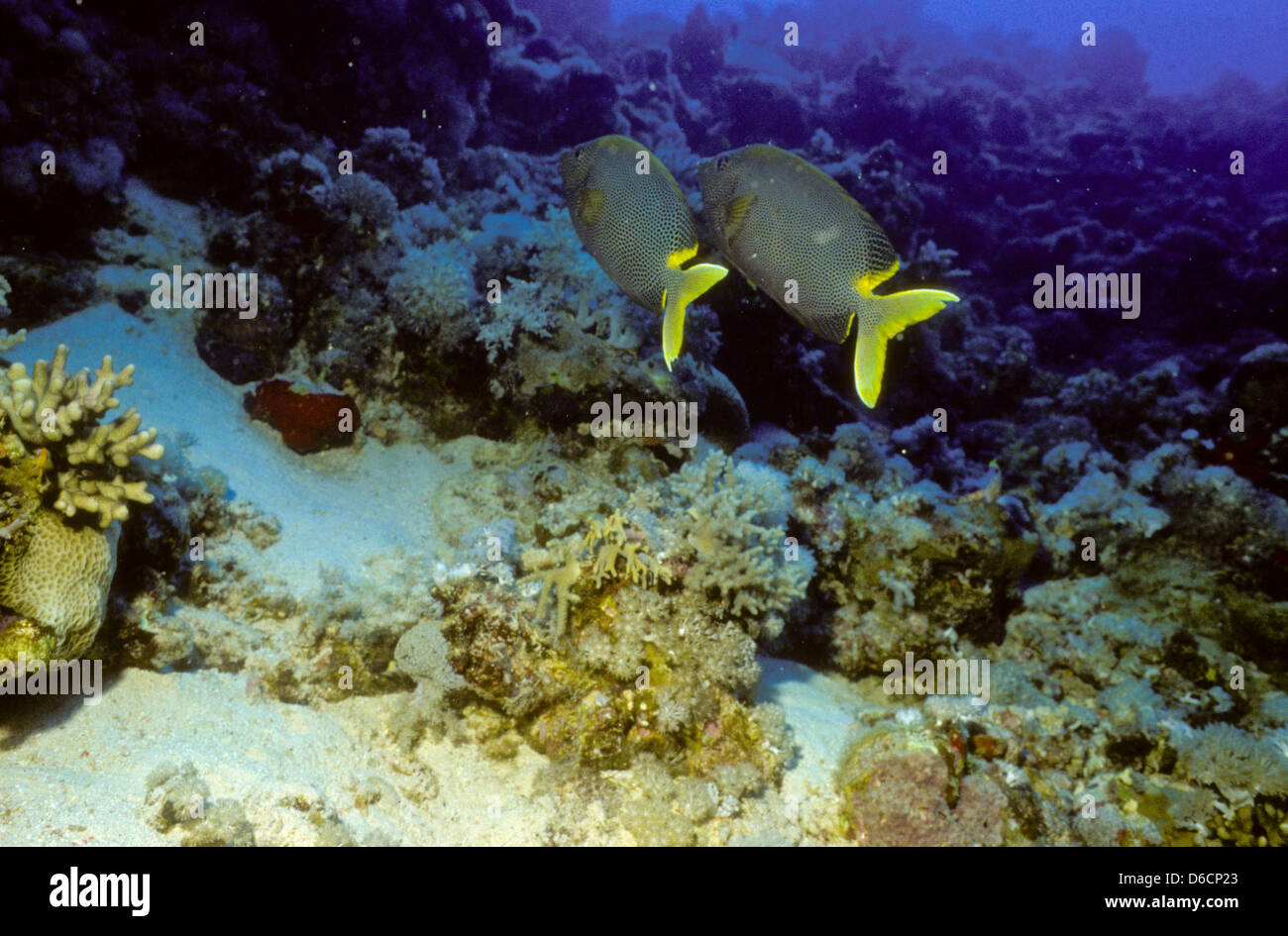 Pair of Rabbit Fish,Rabbit like mouths,Red Sea Dec 1986 Slide ...