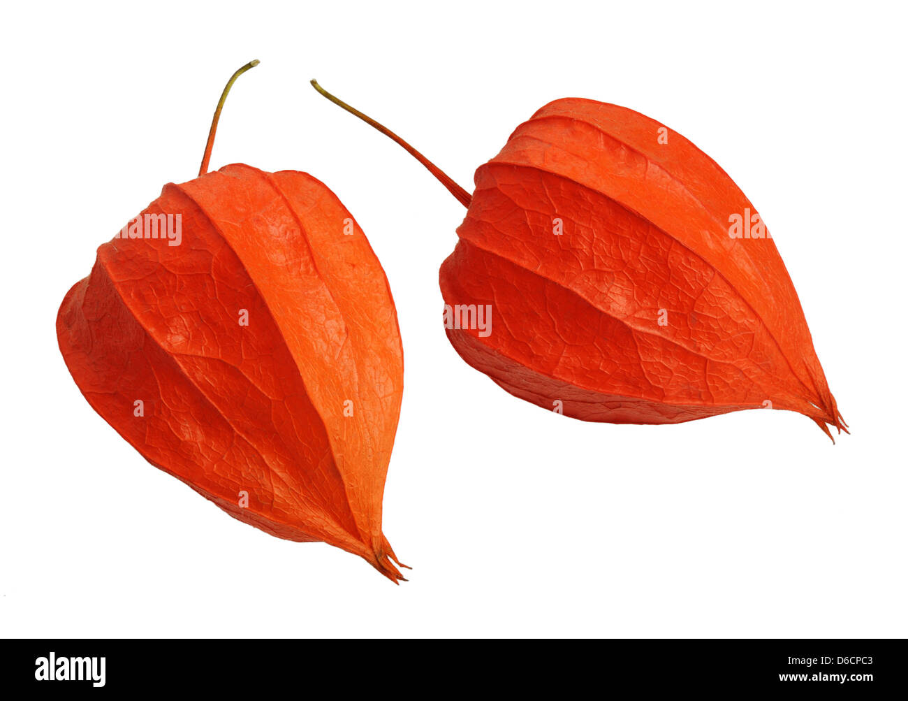 Physalis alkekengi flower close hi-res stock photography and images - Alamy