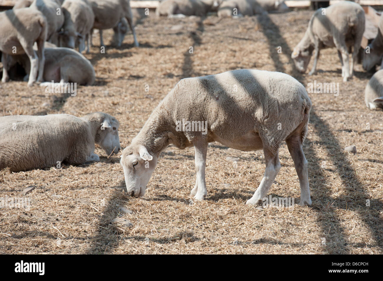 Sheep pens on a sheep farm in Rancagua, Chile Stock Photo - Alamy