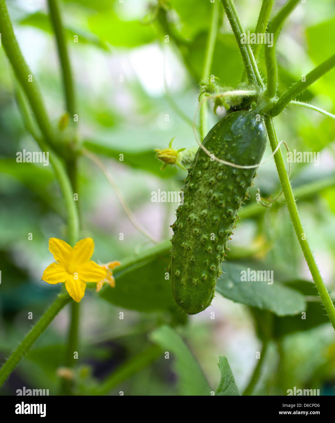 Cucumber garden plant hi-res stock photography and images - Alamy