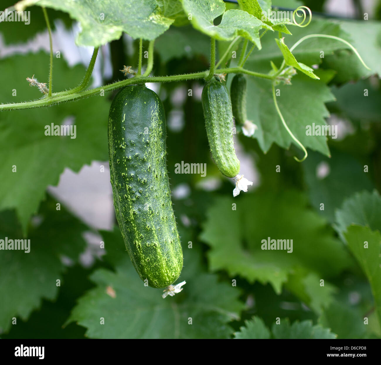 Cucumbers in the garden Stock Photo - Alamy