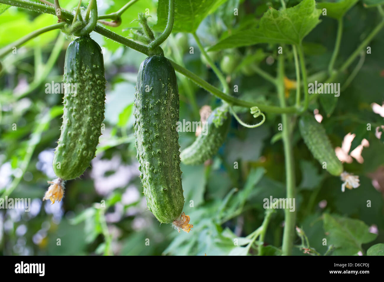 Cucumbers in the garden hi-res stock photography and images - Alamy