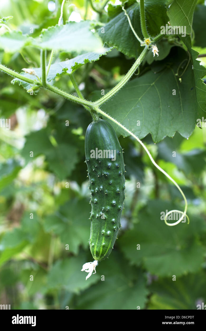 Cucumbers in the garden Stock Photo - Alamy