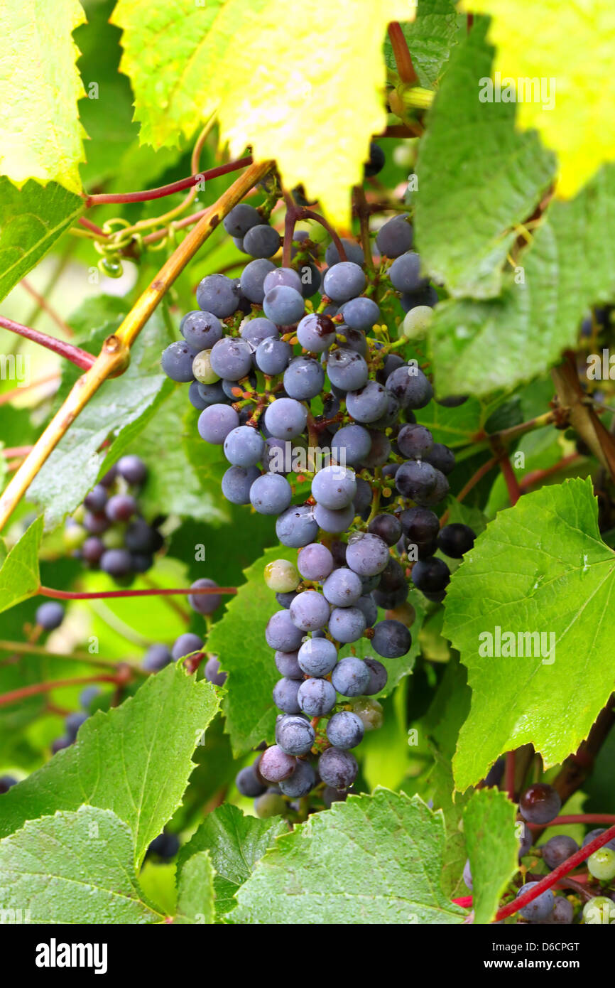 branch of grapes Stock Photo - Alamy