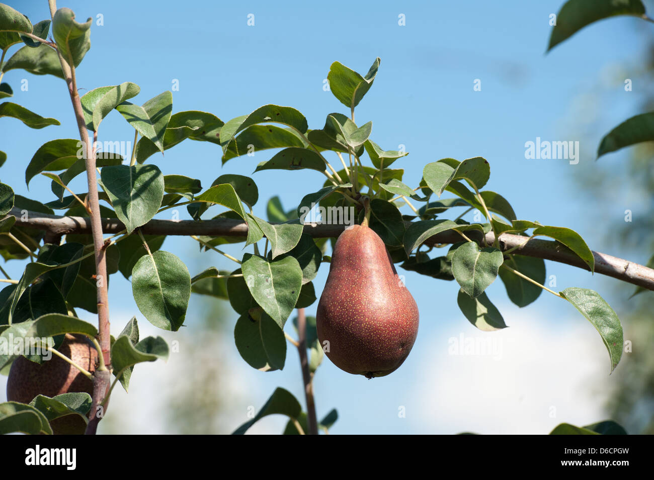 Tree orchard fruit pear hi-res stock photography and images - Alamy