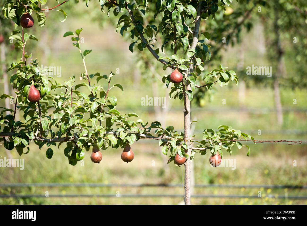 Fruit tree on a pear orchard in Rancagua, Chile Stock Photo - Alamy