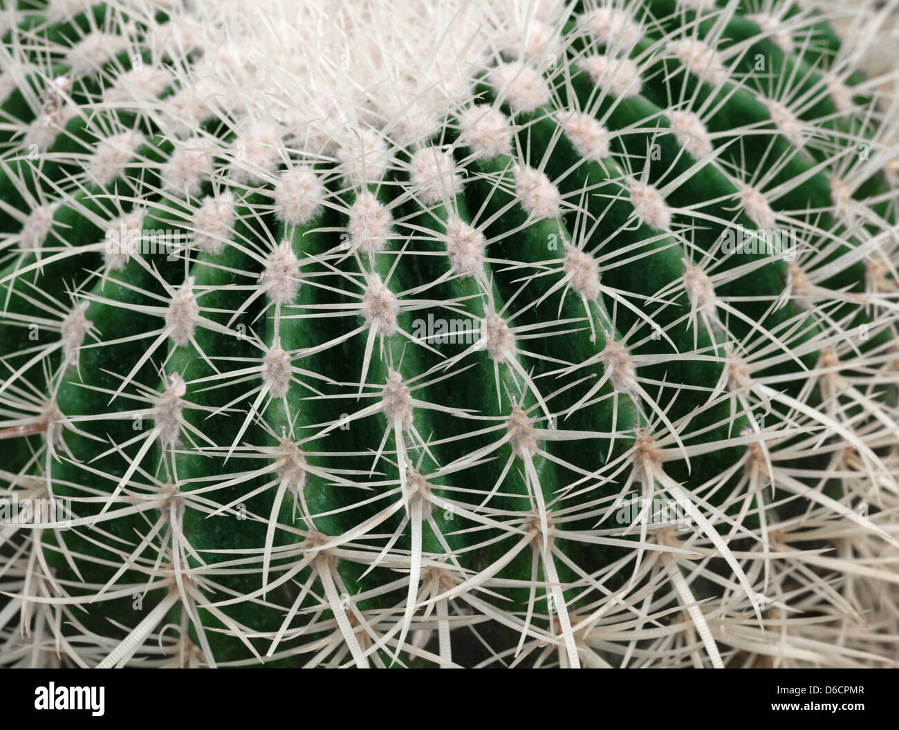 Cactus close-up photo Stock Photo - Alamy