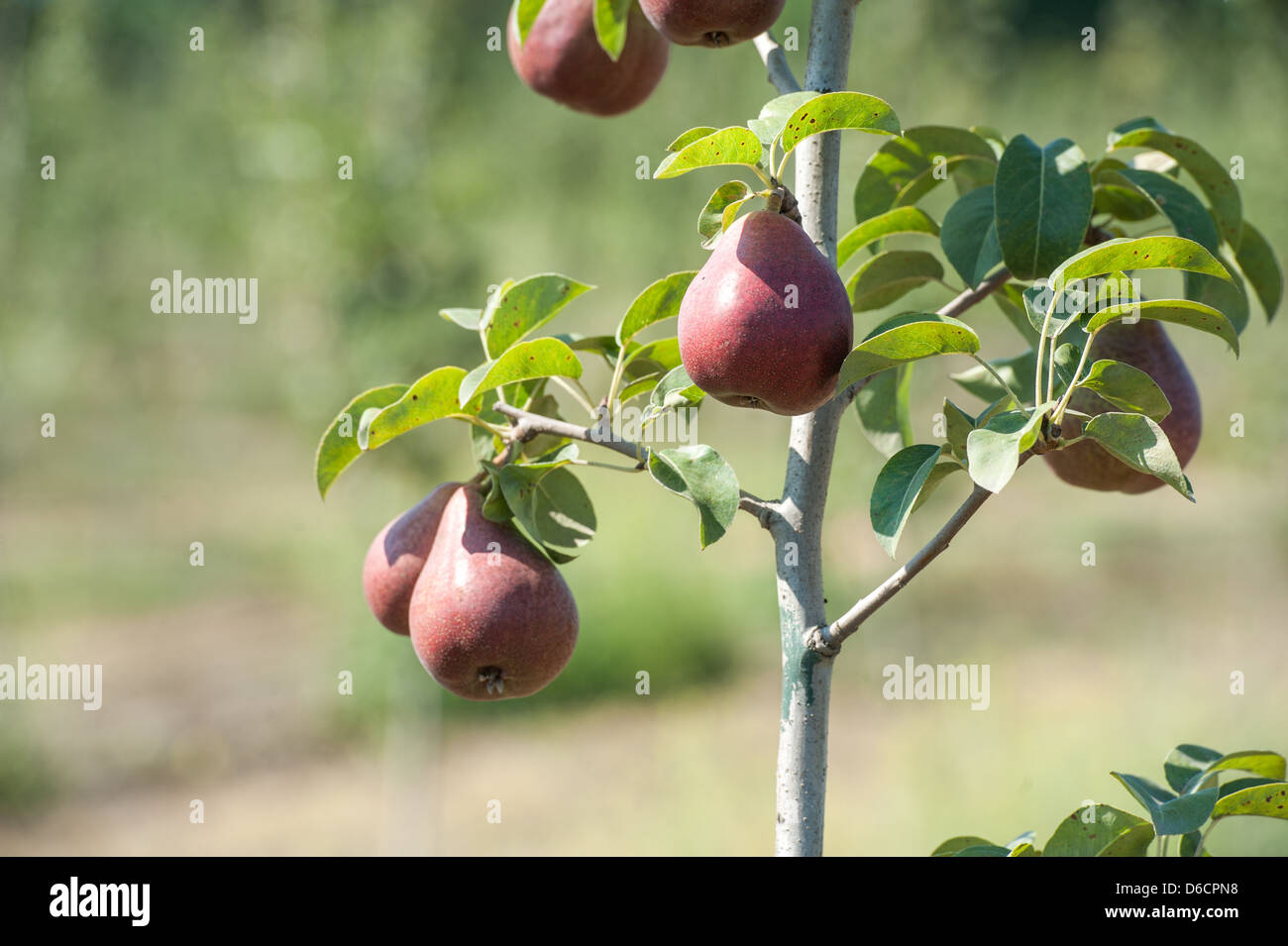 Tree orchard fruit pear hi-res stock photography and images - Alamy