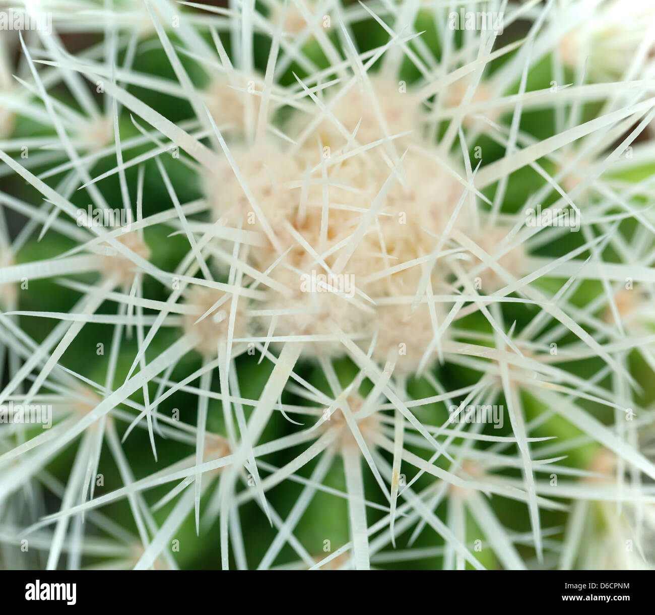 Super close-up bright photo of cactus Stock Photo - Alamy
