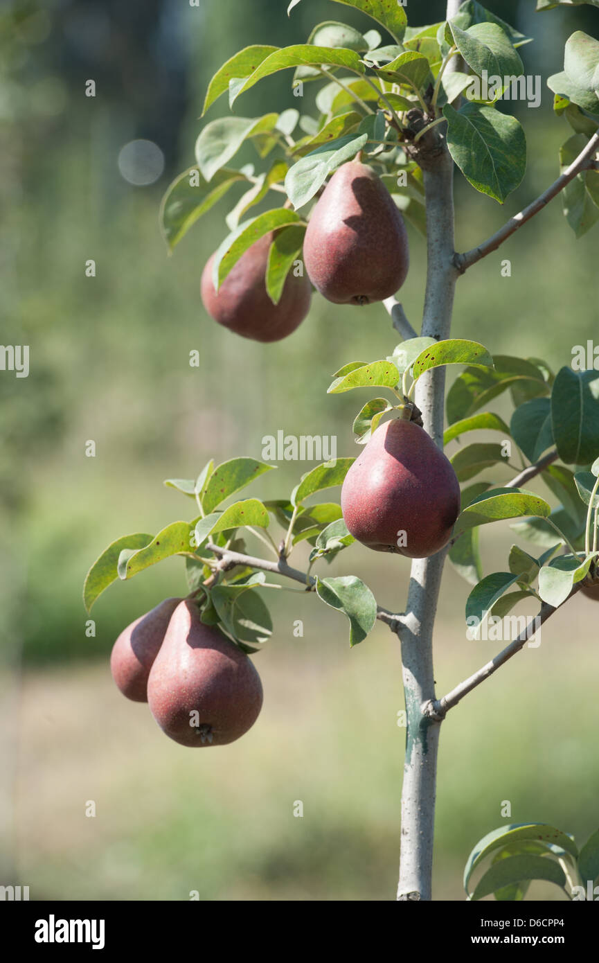 Pear tree hi-res stock photography and images - Alamy