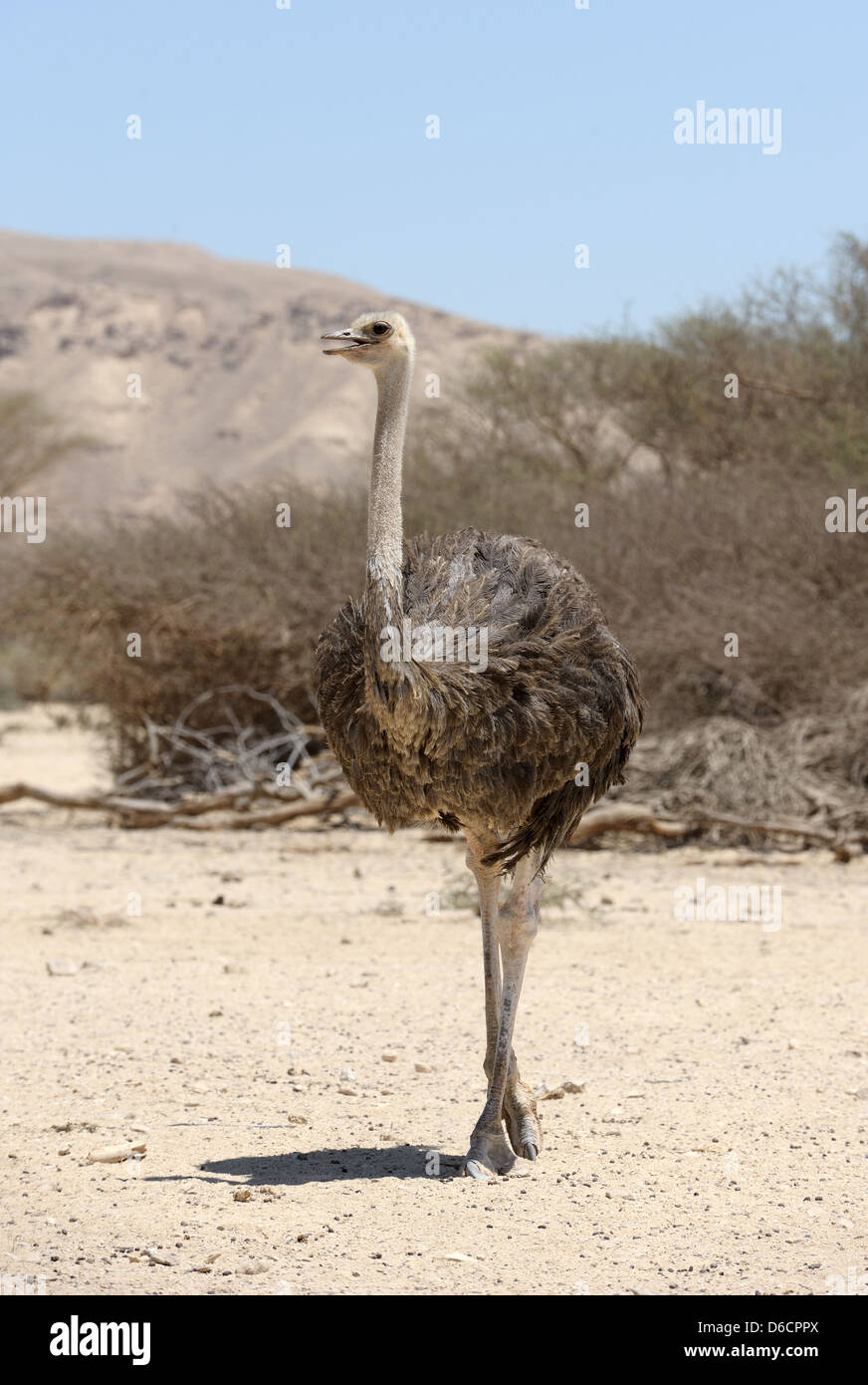 African ostrich hi-res stock photography and images - Alamy