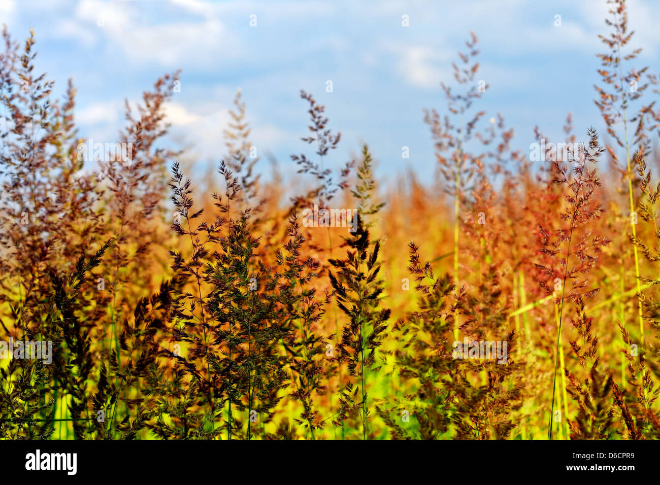 Summer grass background Stock Photo - Alamy
