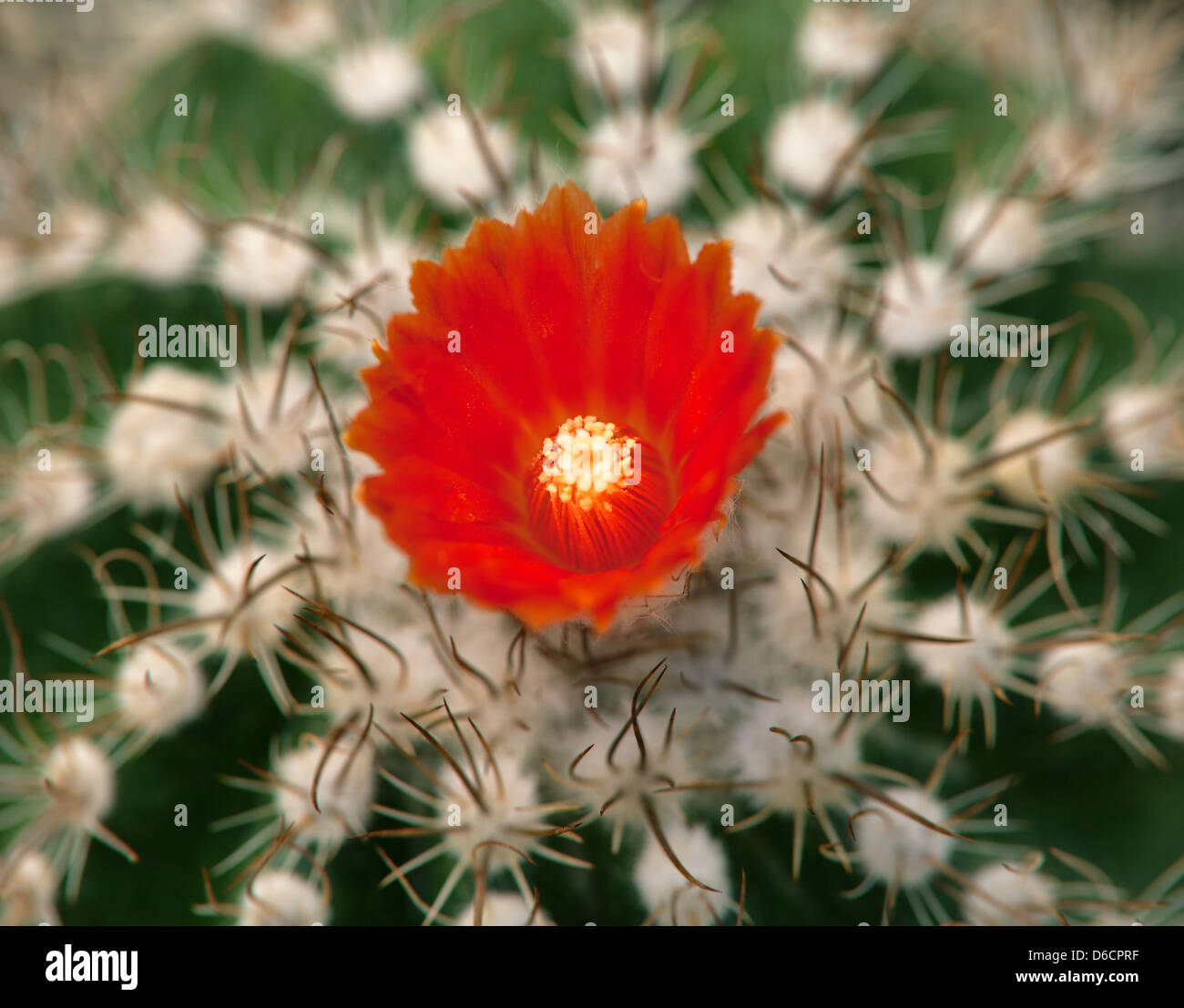 Close-up photo of cactus with big red flower Stock Photo - Alamy