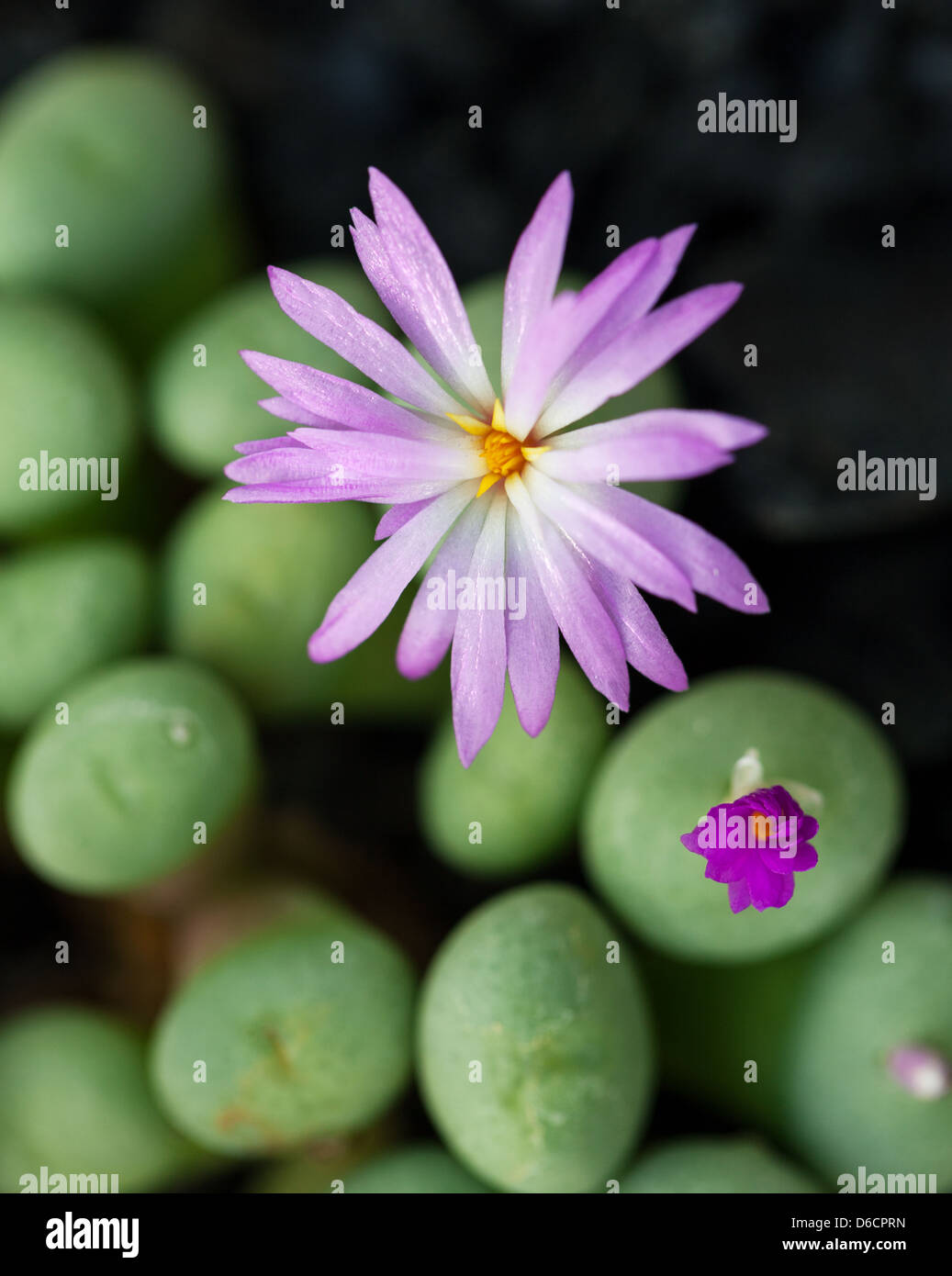 Lithops cactus hi-res stock photography and images - Alamy
