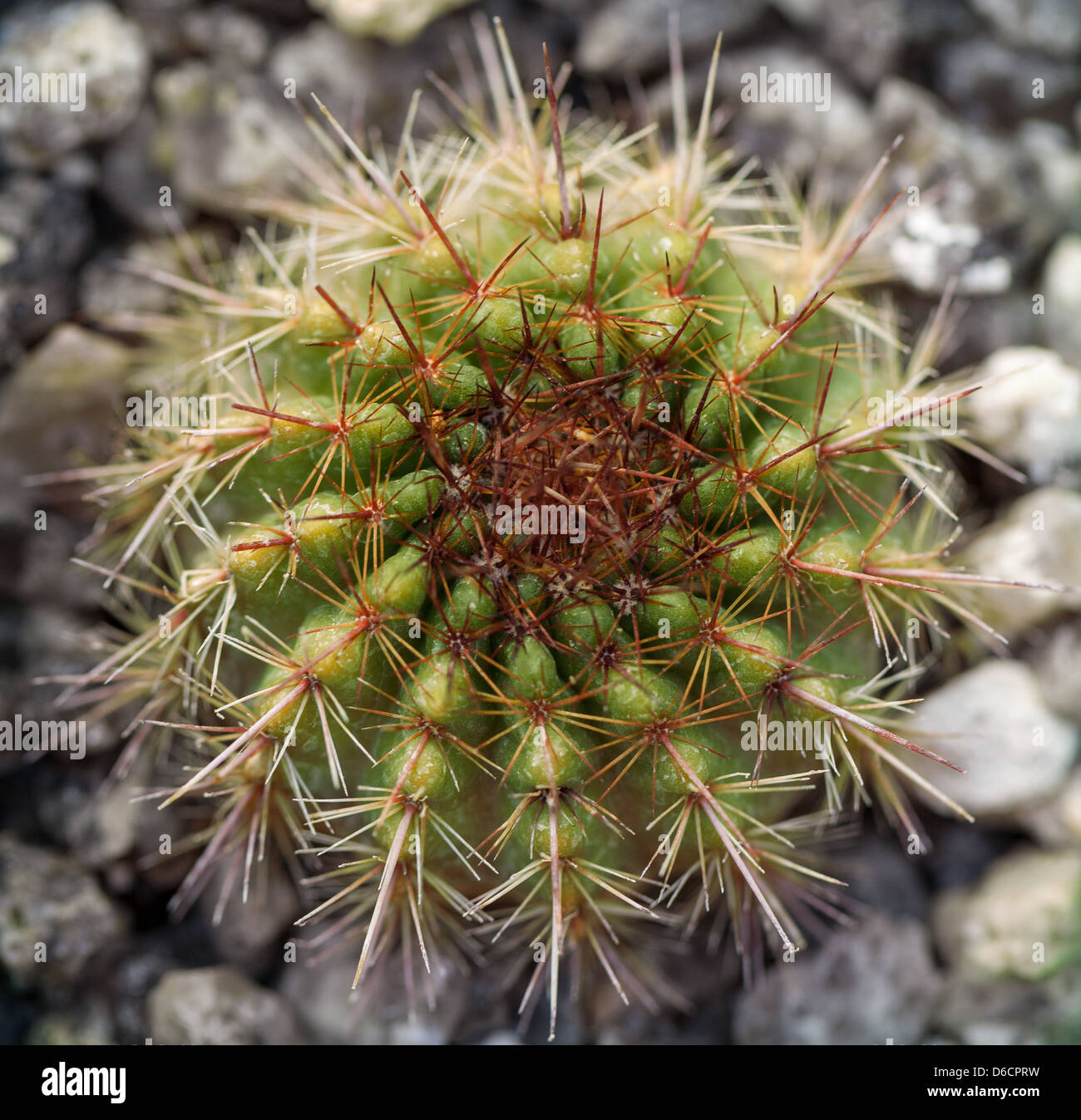 Cactus close-up photo Stock Photo - Alamy