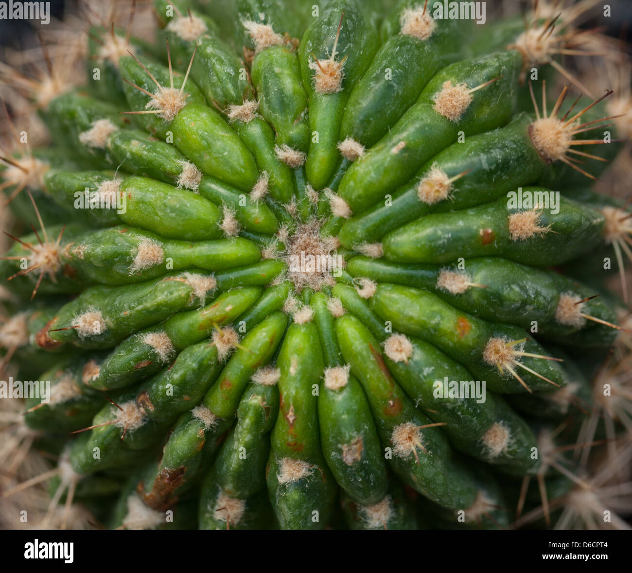 Cactus close-up photo Stock Photo - Alamy
