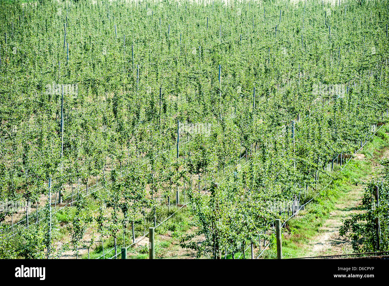 Fruit trees grower hi-res stock photography and images - Alamy