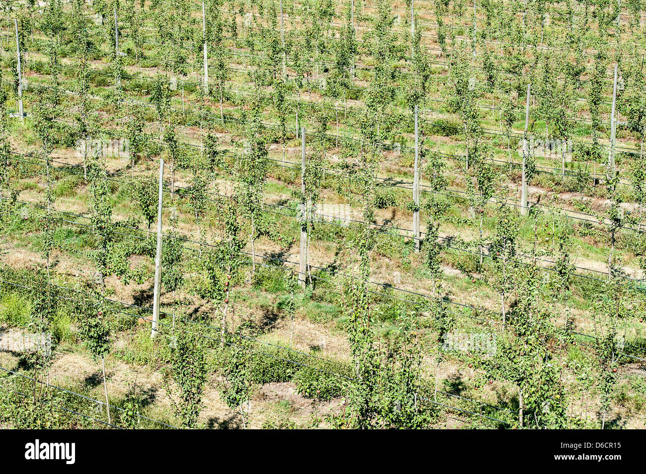 Fruit trees grower hi-res stock photography and images - Alamy
