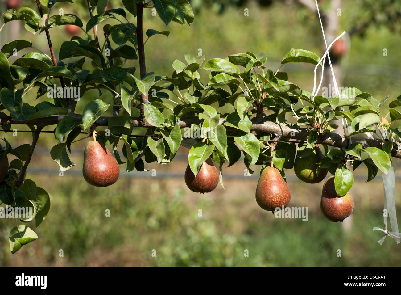 Pear orchard hi-res stock photography and images - Alamy