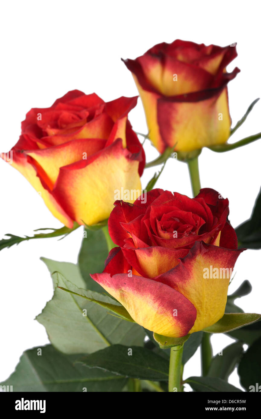 Red roses, isolated Stock Photo - Alamy