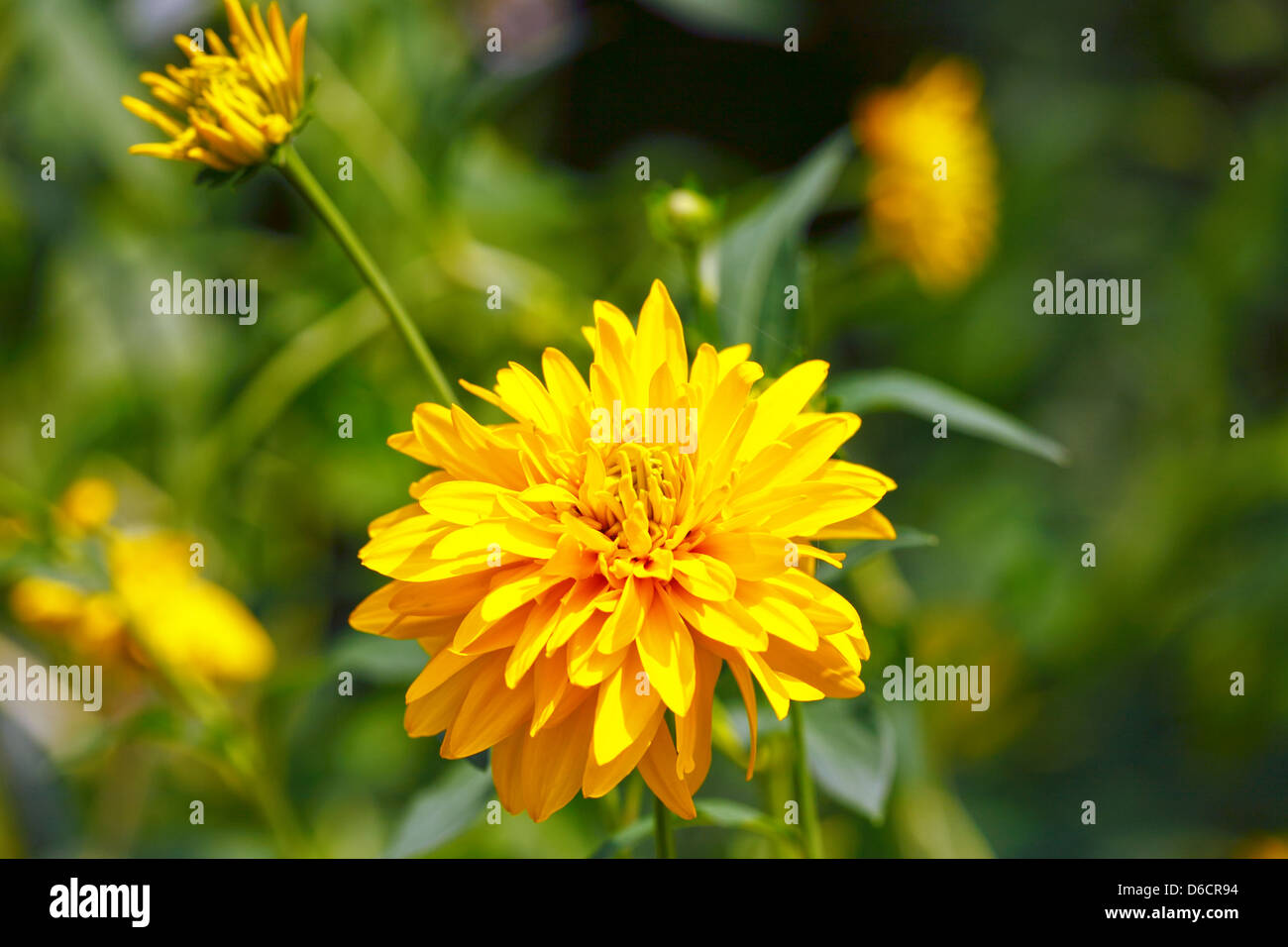 Summer yellow flower in garden Stock Photo - Alamy