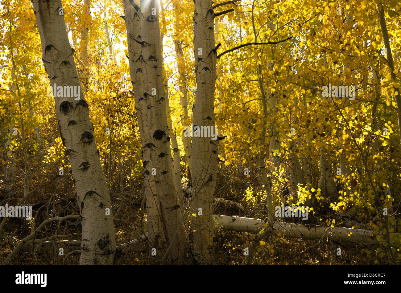 Yellow aspens, tree trunks on Virginia Lakes Road Stock Photo - Alamy