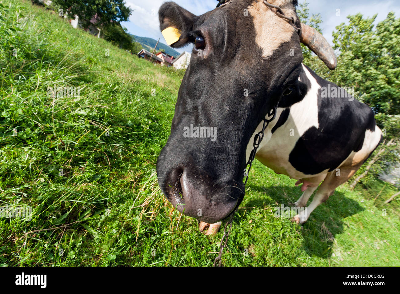 Rindtiere hi-res stock photography and images - Alamy