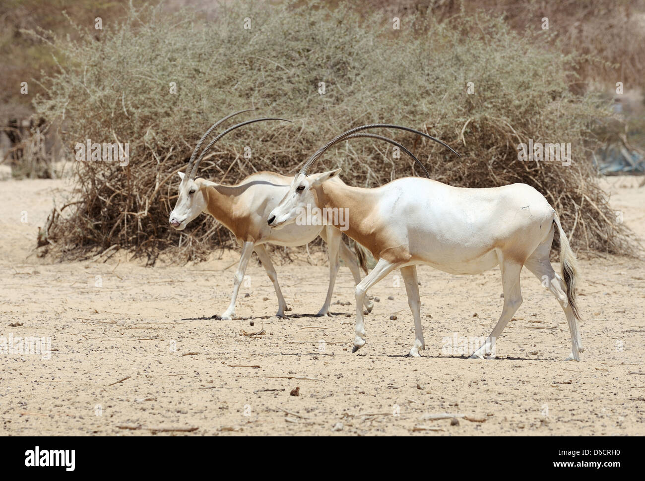 Scimitar animal hi-res stock photography and images - Alamy