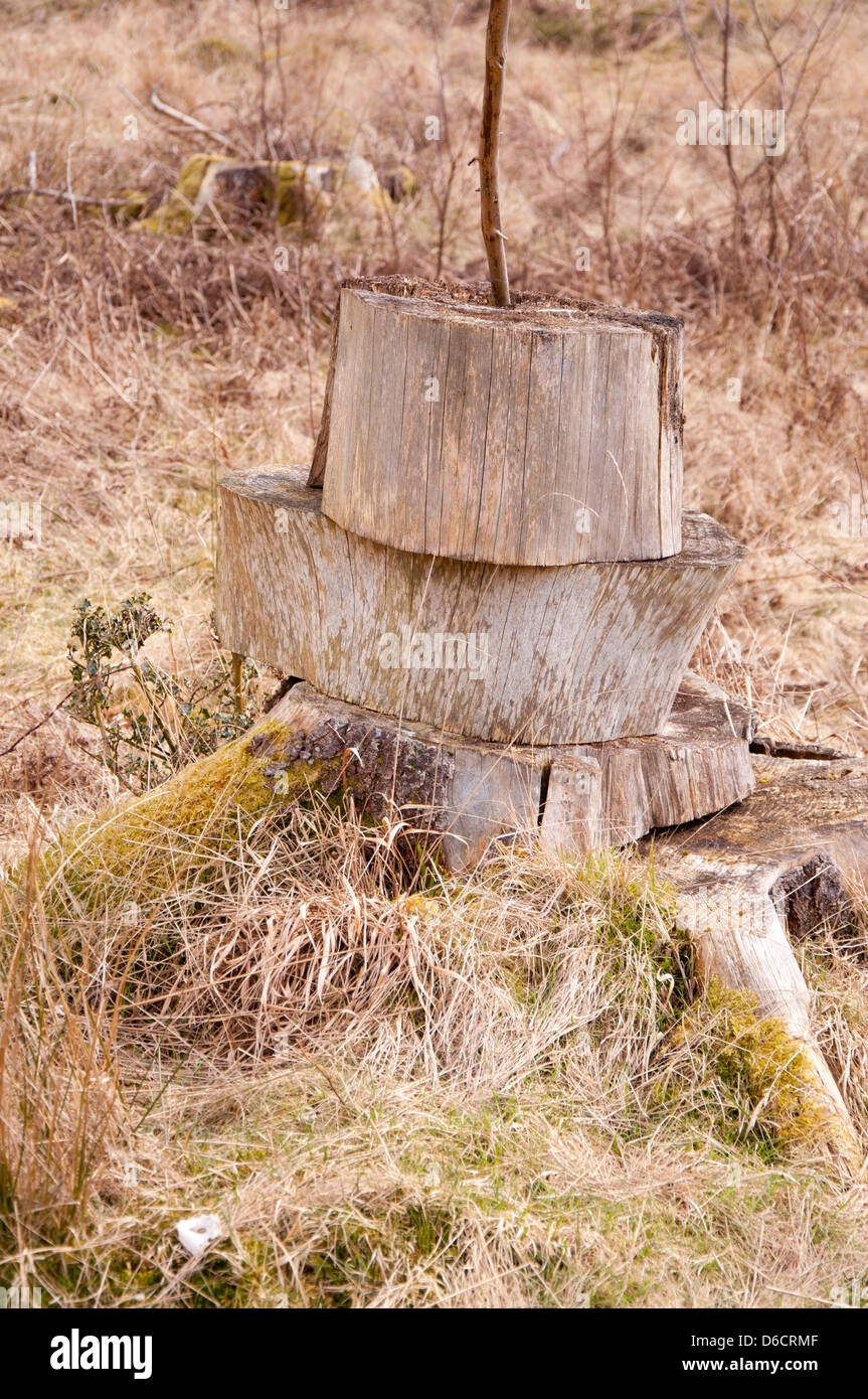 dead tree trunks formed into sculptural designs, forest, woodland ...