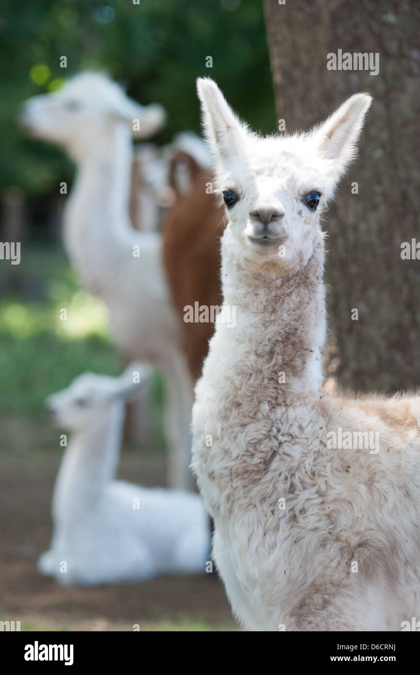 Alpaca (Vicugna pacos) on breeding farm, Temuco Chile Stock Photo - Alamy