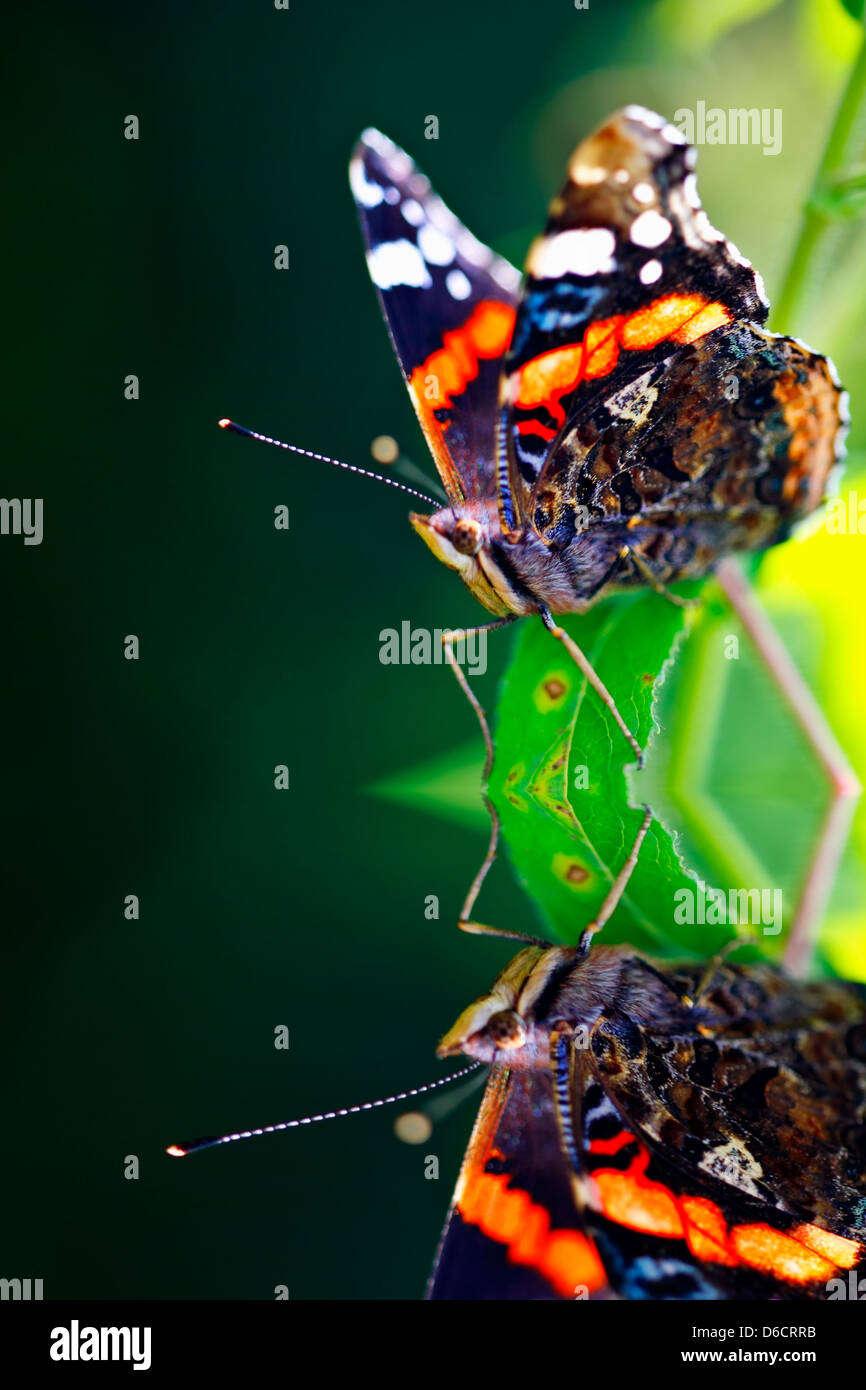 Brightly colored butterfly hi-res stock photography and images - Alamy