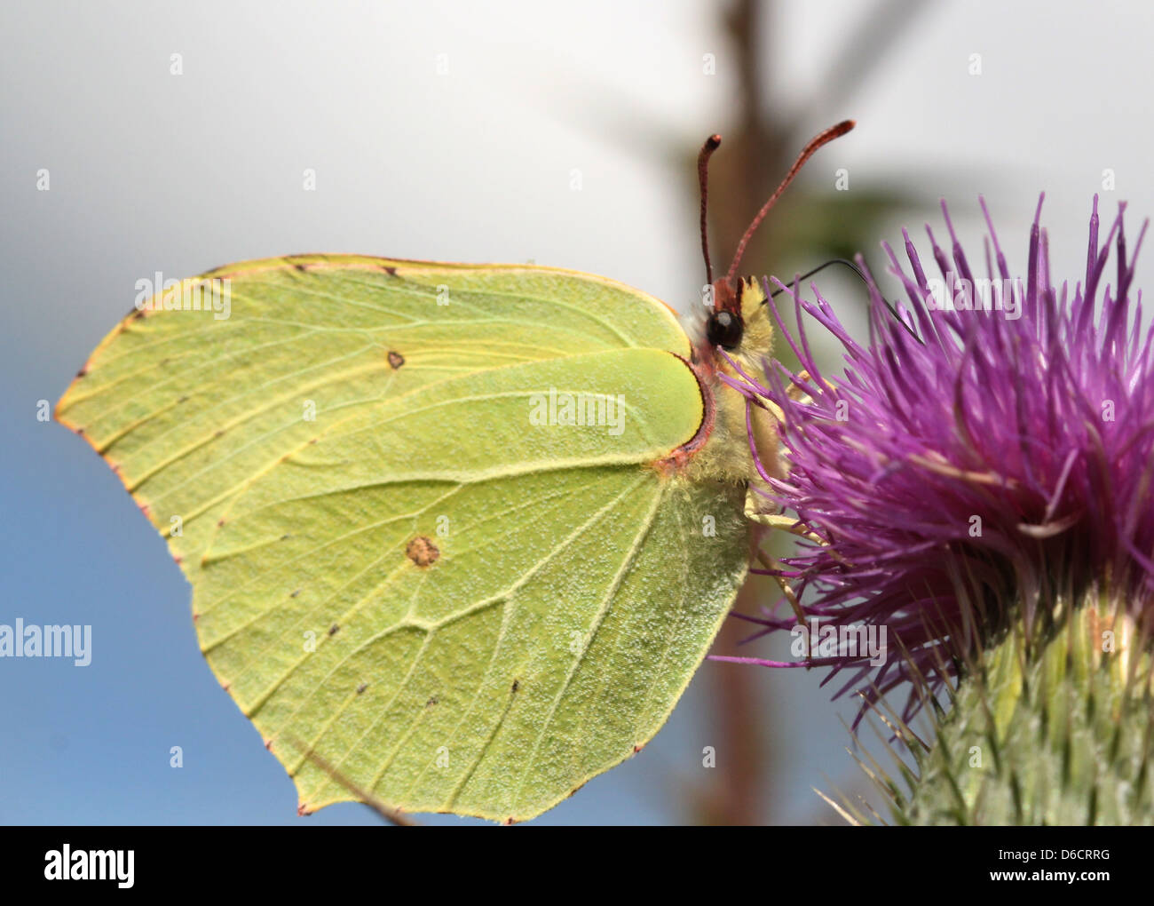 Brimstone butterfly open wings hi-res stock photography and images - Alamy