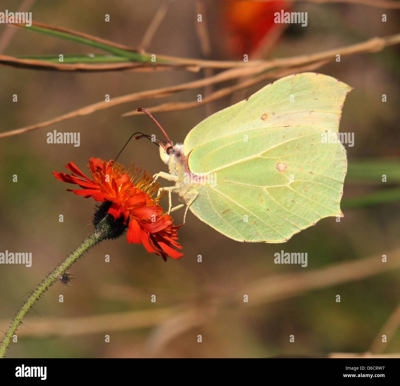 Detailed macro-shot of a Common Brimstone-butterfly (Gonepteryx rhamni ...