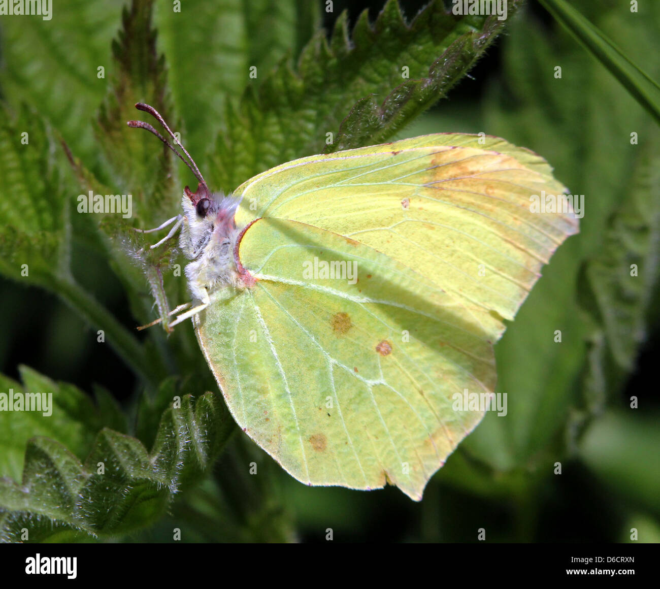 Brimstone butterfly open wings hi-res stock photography and images - Alamy