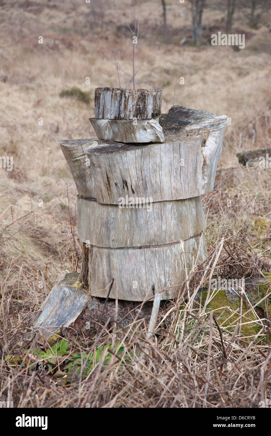 dead tree trunks formed into sculptural designs, forest, woodland ...